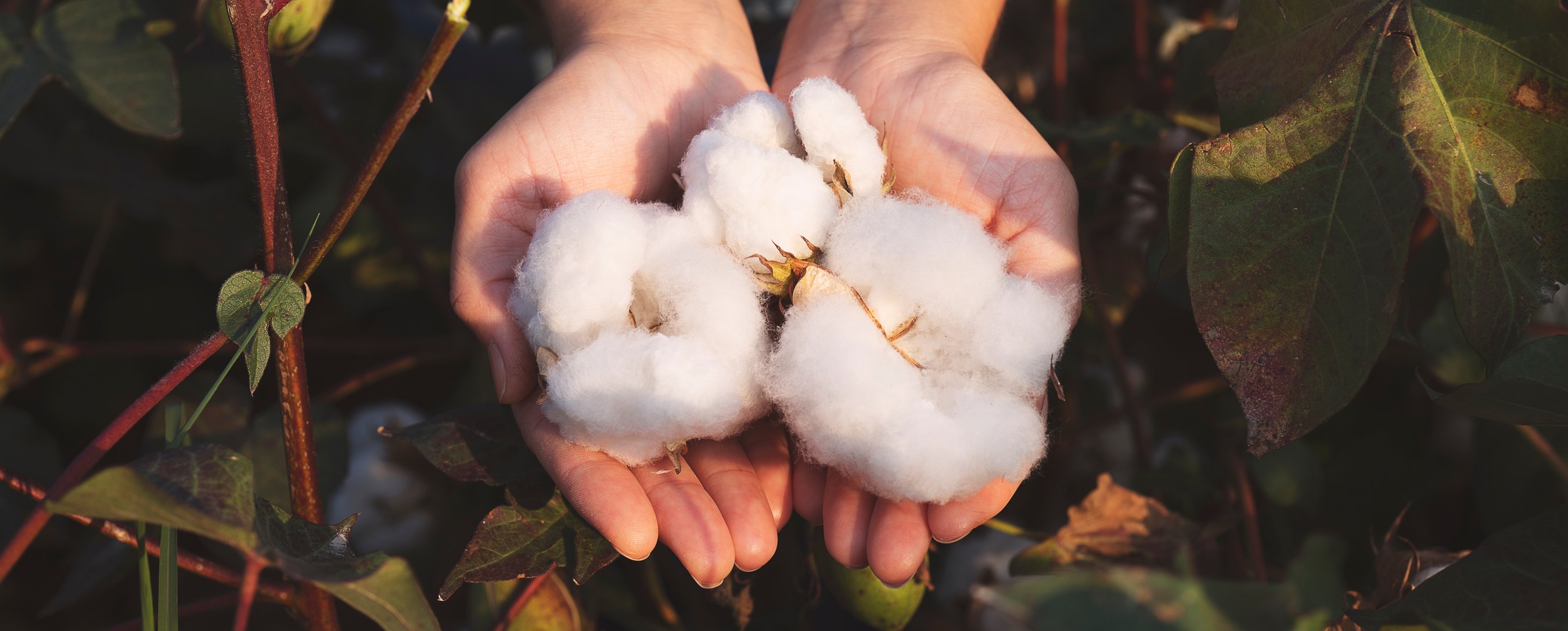 BCI and CmiA: how sustainable cotton programs support eco-friendly workwear
