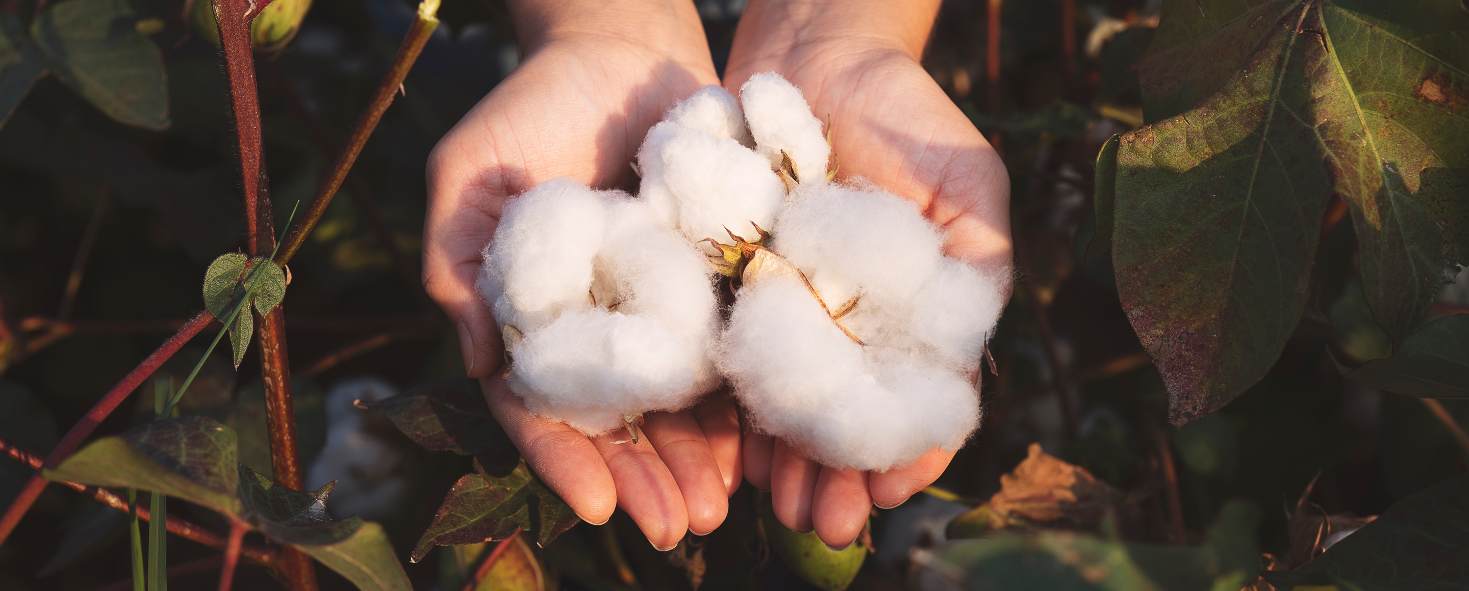 BCI and CmiA: how sustainable cotton programs support eco-friendly workwear
